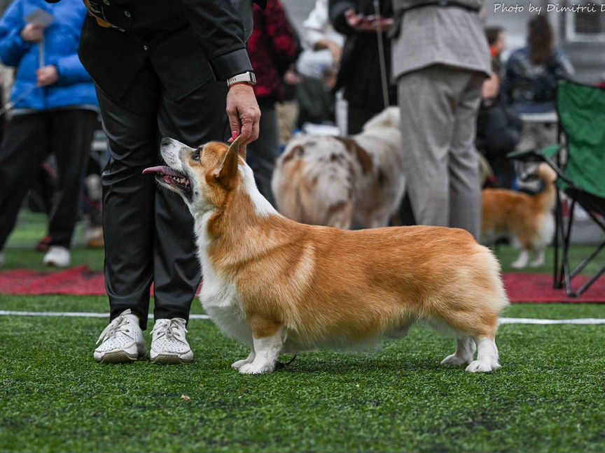 Вельш-корги пемброк вязка