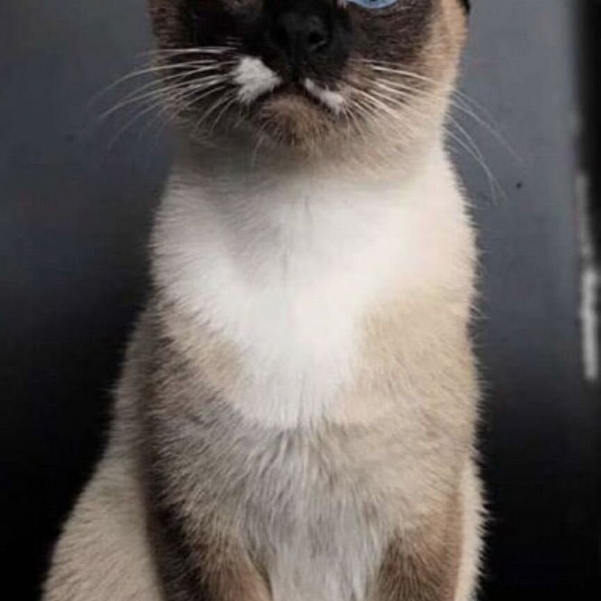 Котята сноу шу