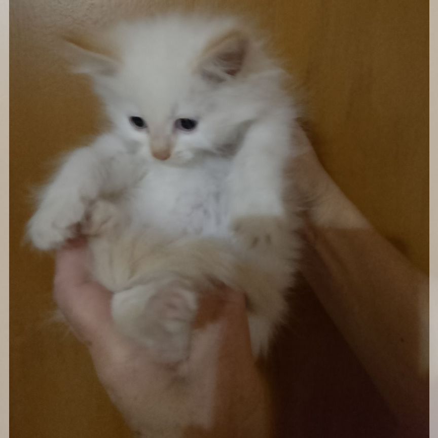 Невский маскарадный котёнок