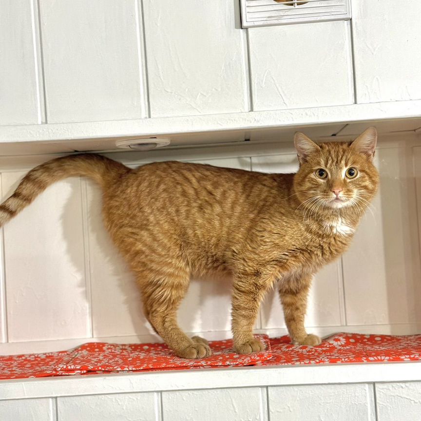 Котик кастрированный