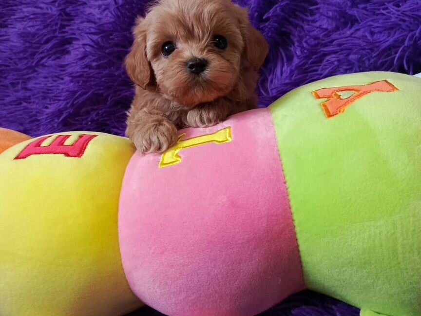 Мальтипу малыши