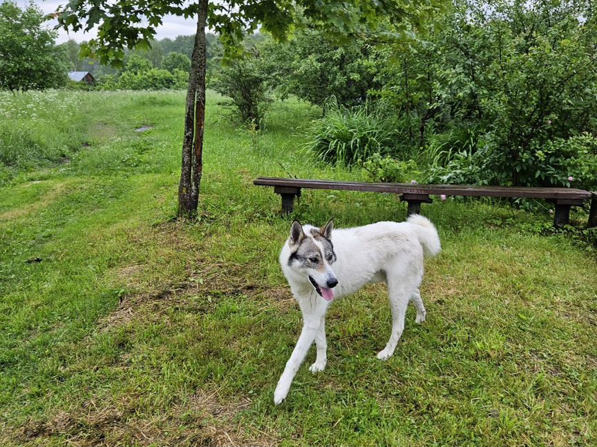 Найдена собака лайка