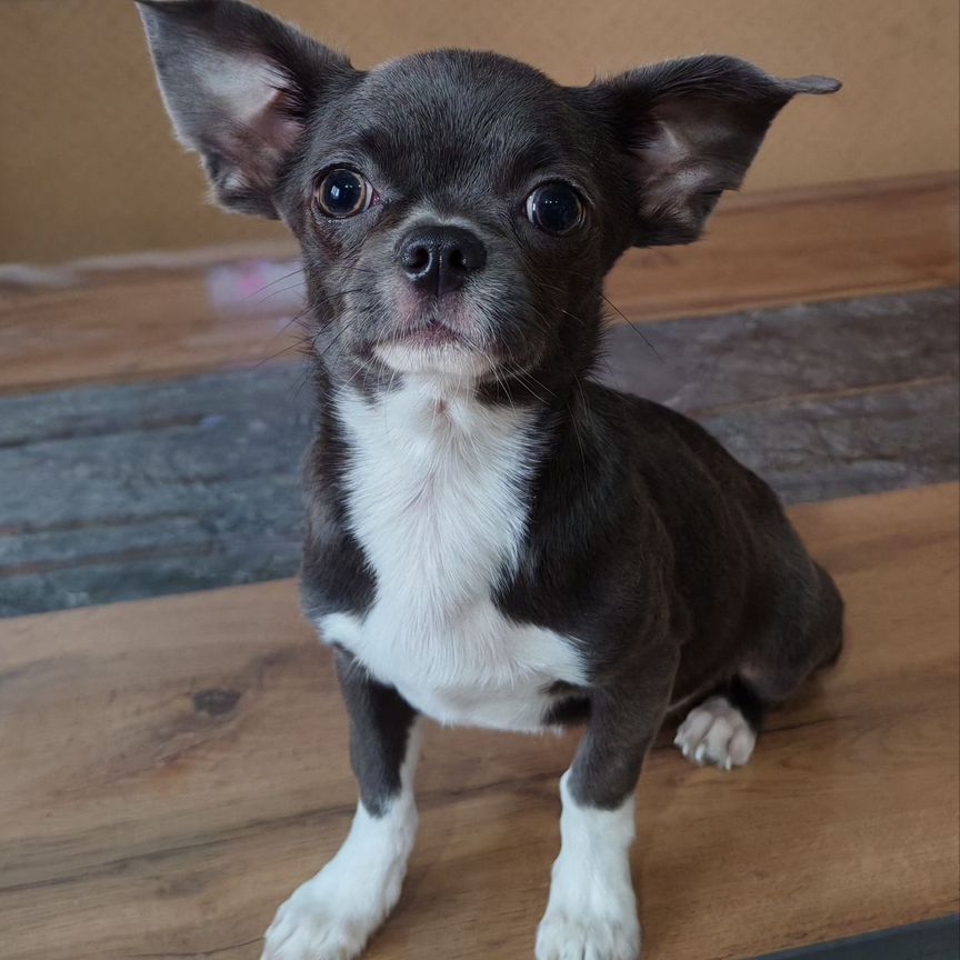 Чихуахуа, щенок