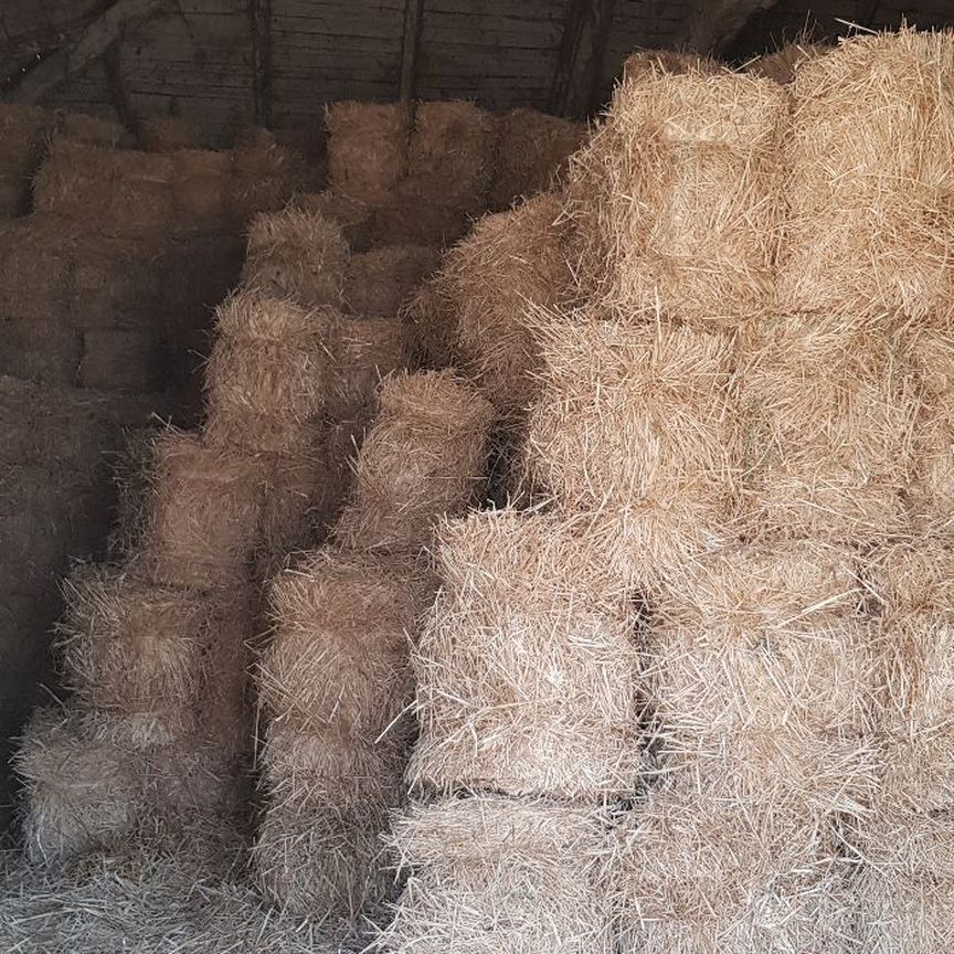 Продам солому ячменная 2024