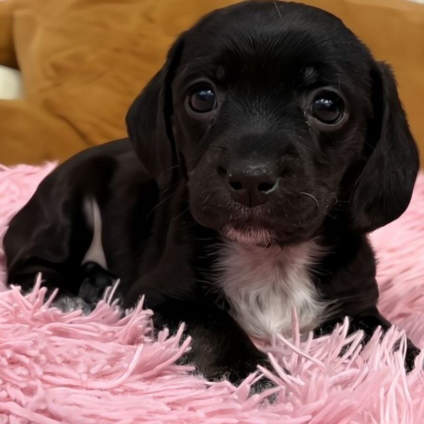 Русский той-терьер, щенок