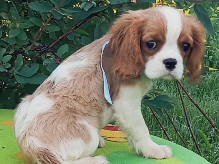 Подрощенные кавалерчики (РКФ)