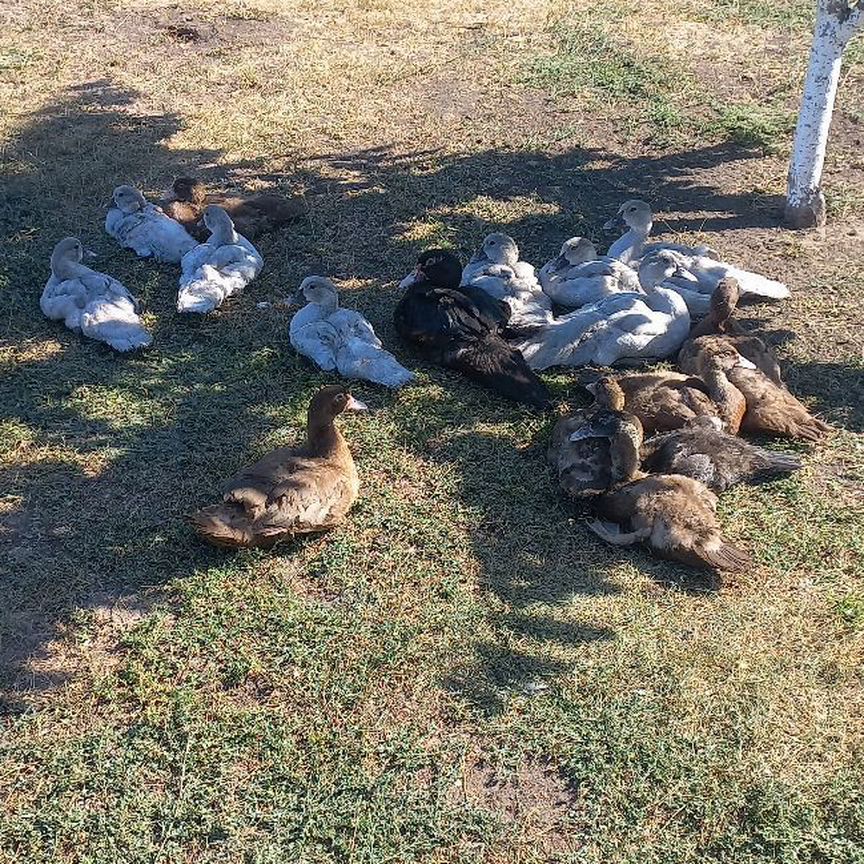 Утки лаванда и красный бык