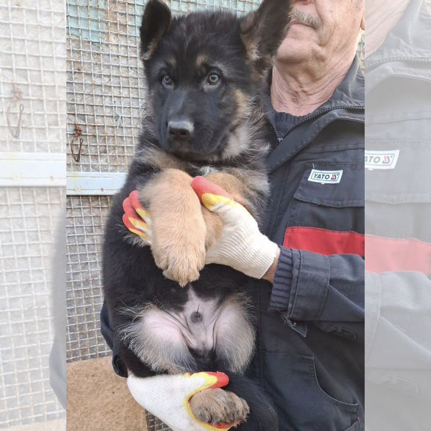 Щенки немецкой овчарки