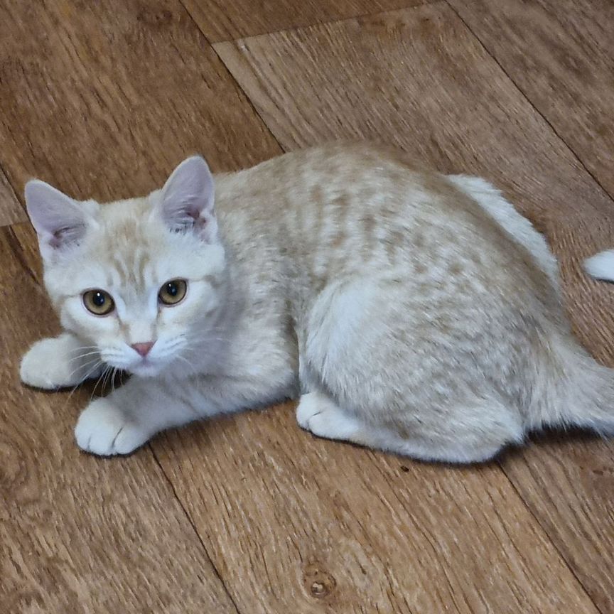 Котёнок от частного владельца