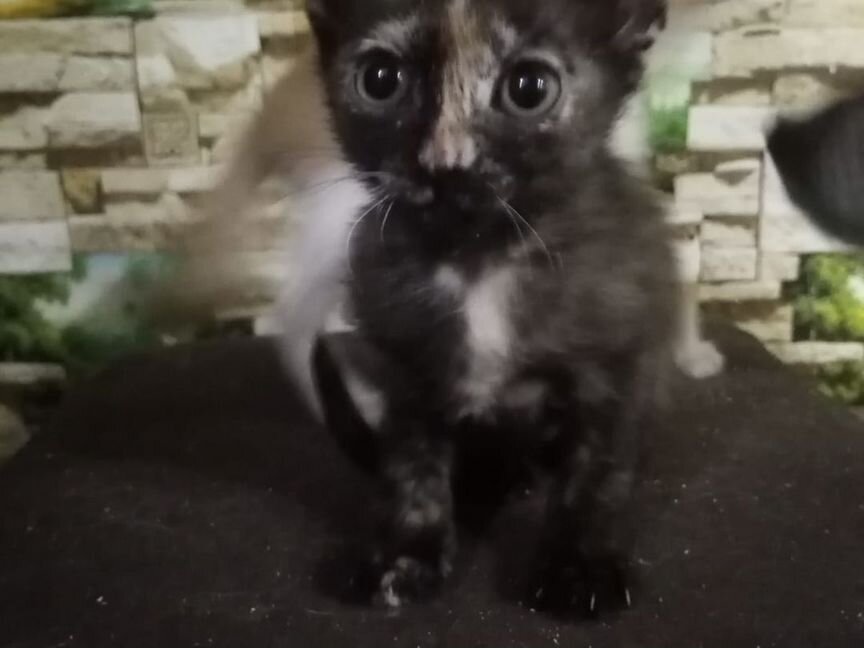 Котятки-сфинксятки