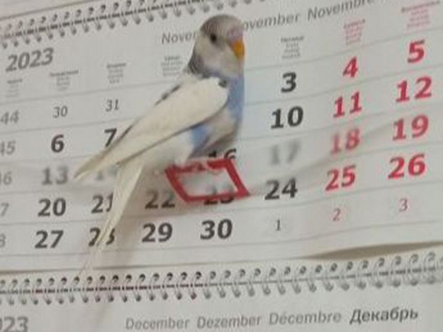 Волнистые попугаи