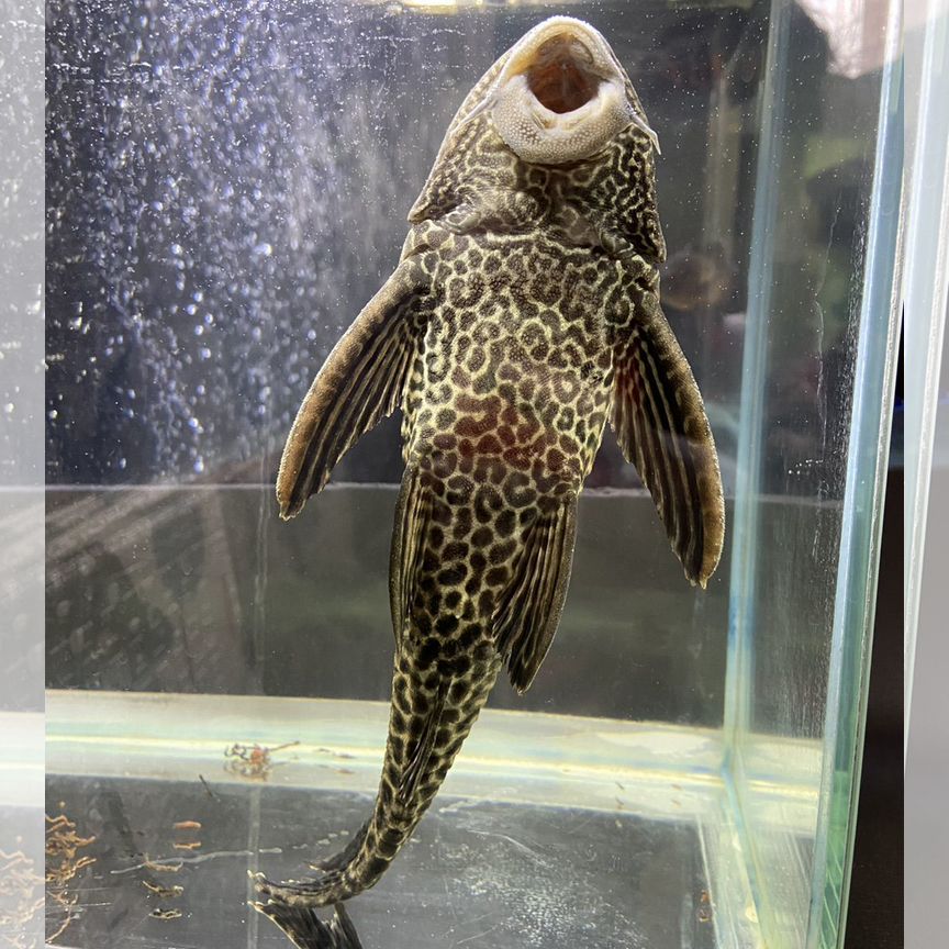 Сом птеригоплихт 25см