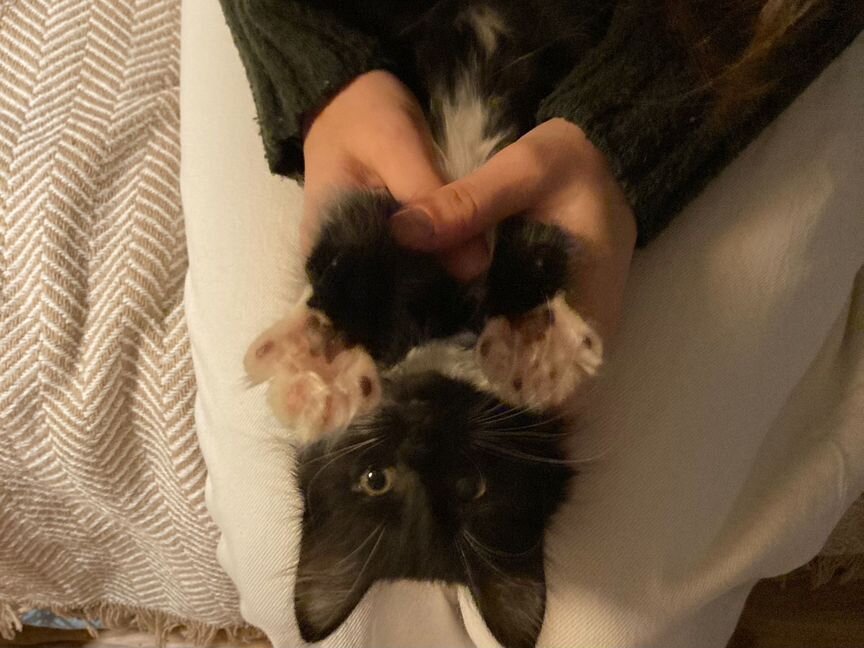 Котята