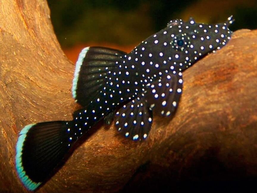 Анциструс Звездный (Ancistrus Hoplogenus)