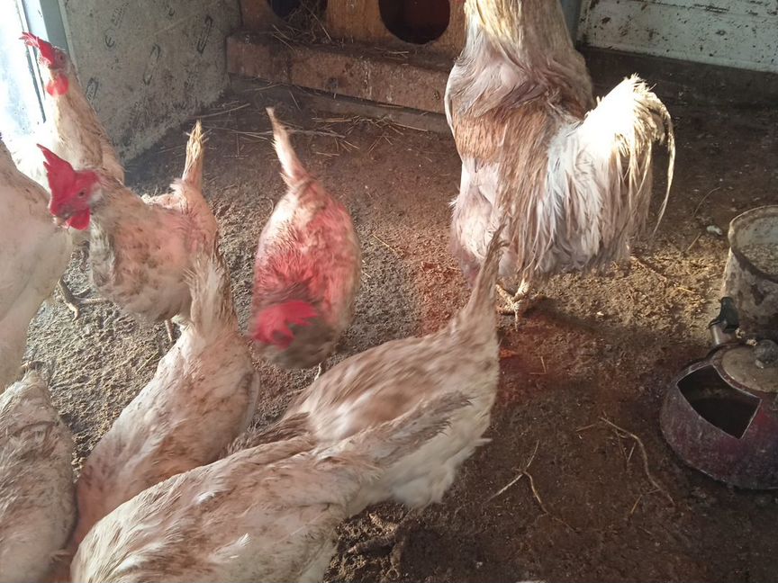 Продам курочек несушек и петушка