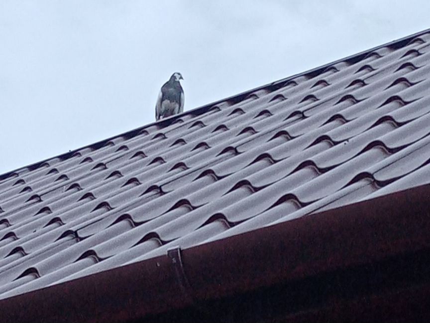 Голубь порода не знаю, окольцованный