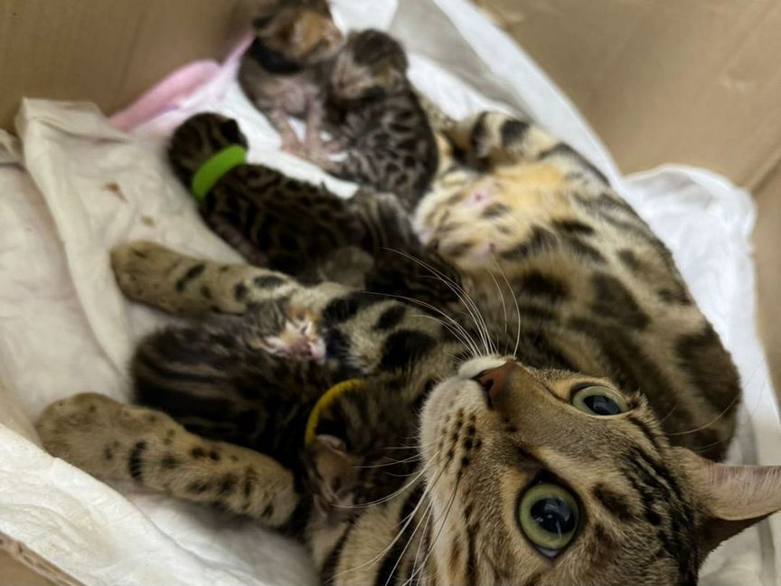 Бенгальские котята