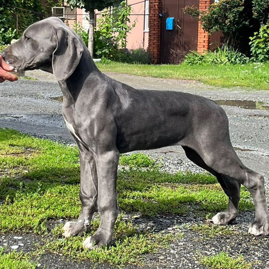 Немецкий дог