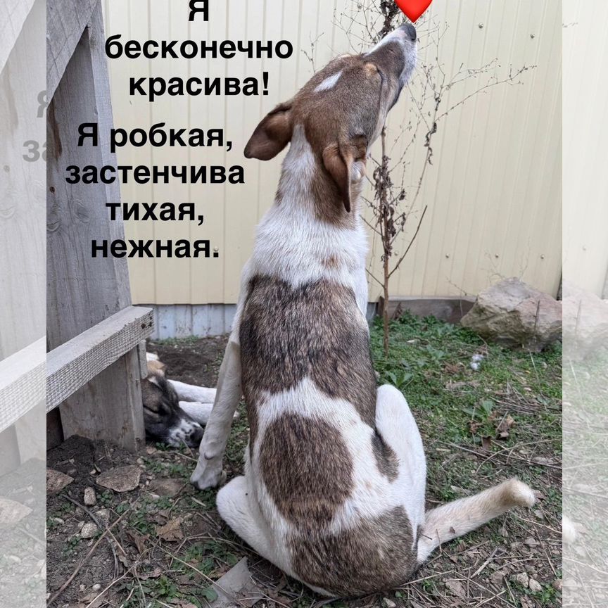 Собака избежала отлова