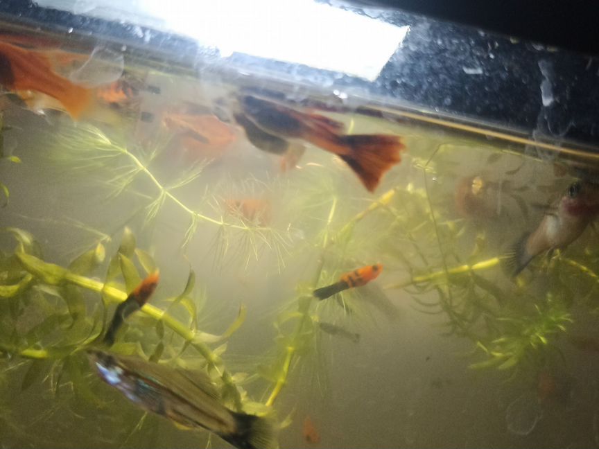 Аквариуиная рыба