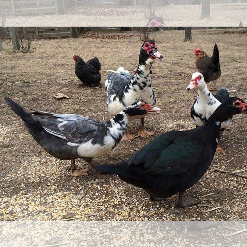 Продам индоуток и селезней