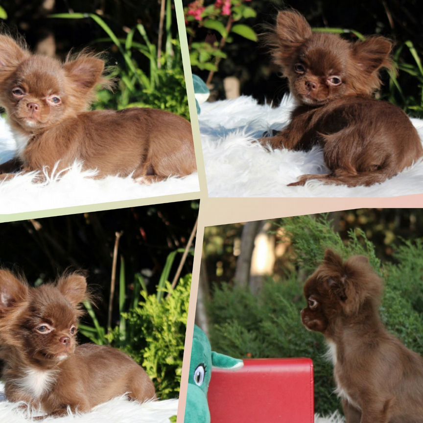 Мини эксклюзивная малышка