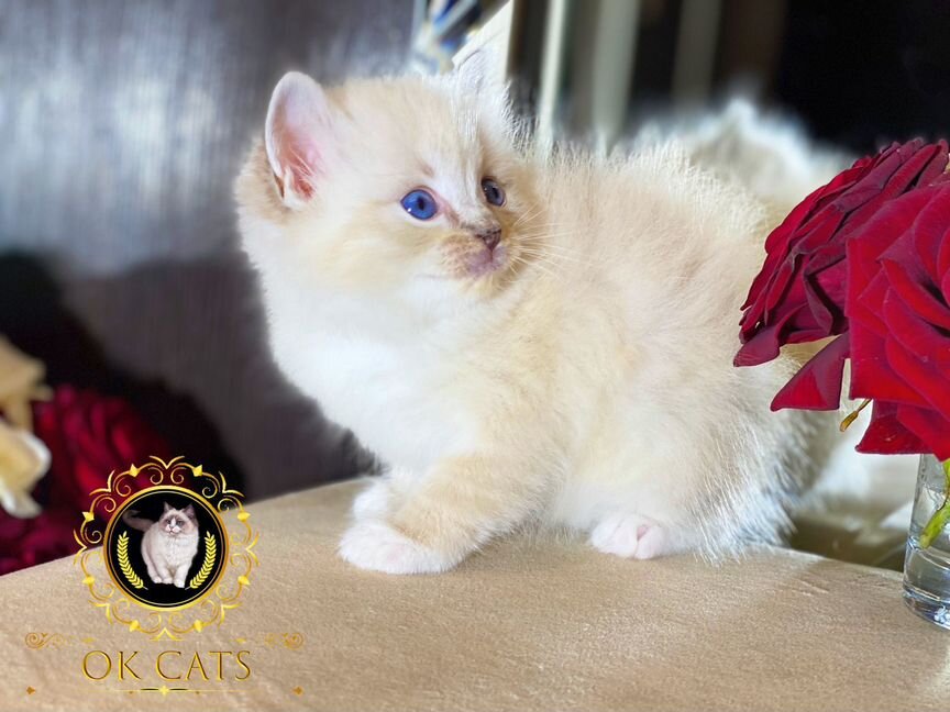 Нежнейшая малышка рэгдолл шоу класса