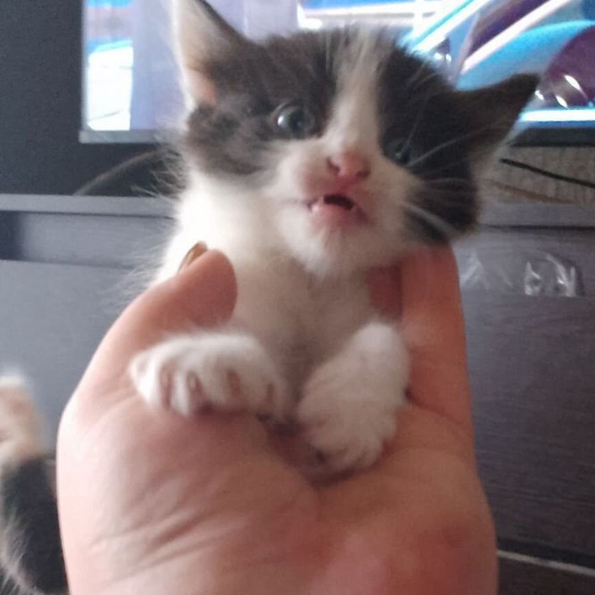 Котята в добрые руки бесплатно