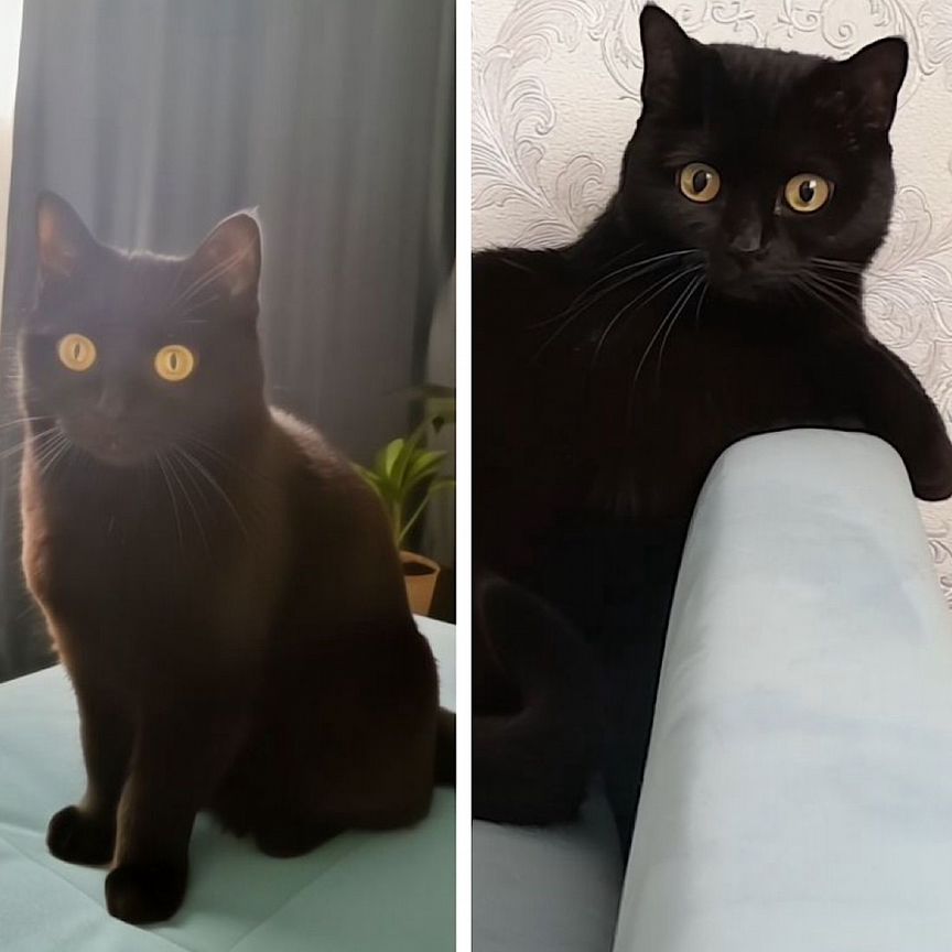 Британская короткошёрстная, взрослая кошка