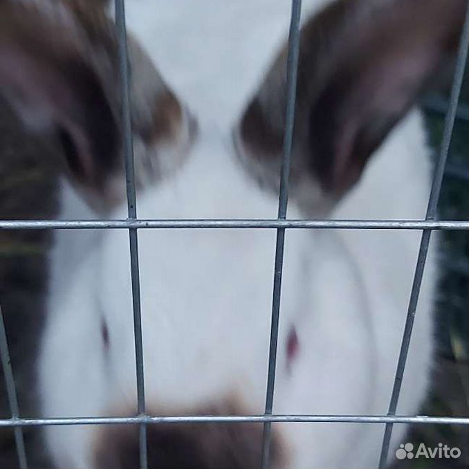 Калифорнийские кролики