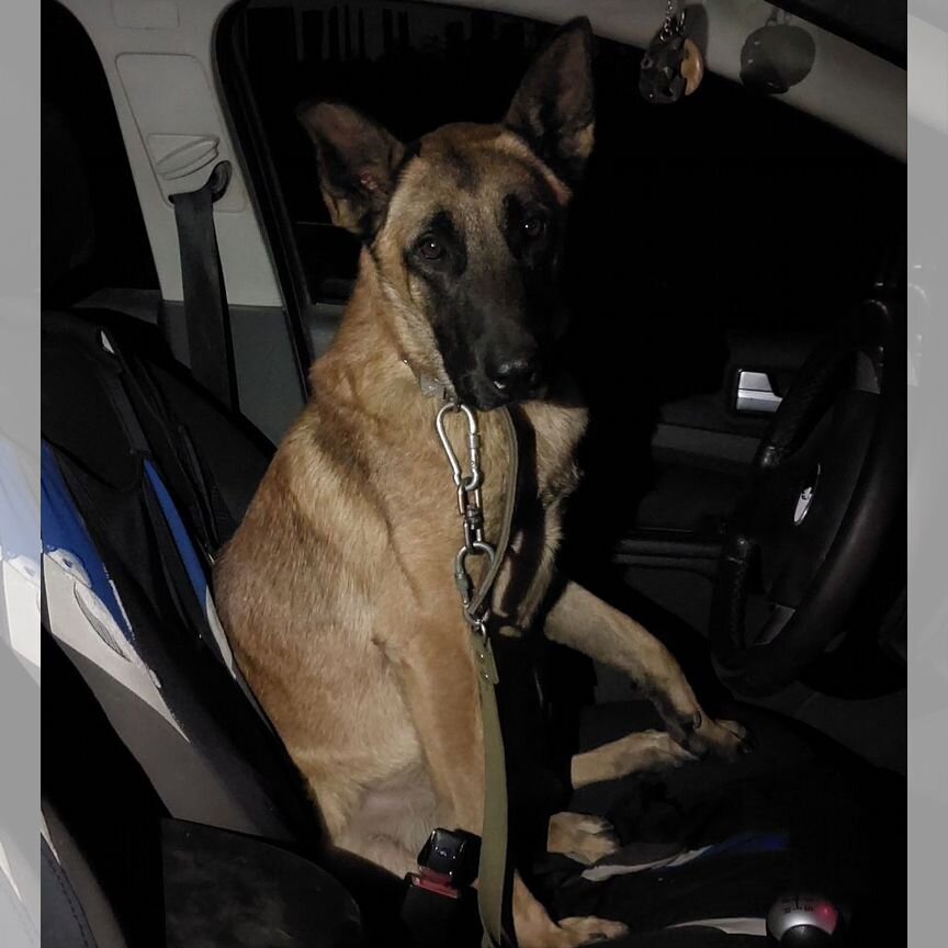 Кобель малинуа вязка