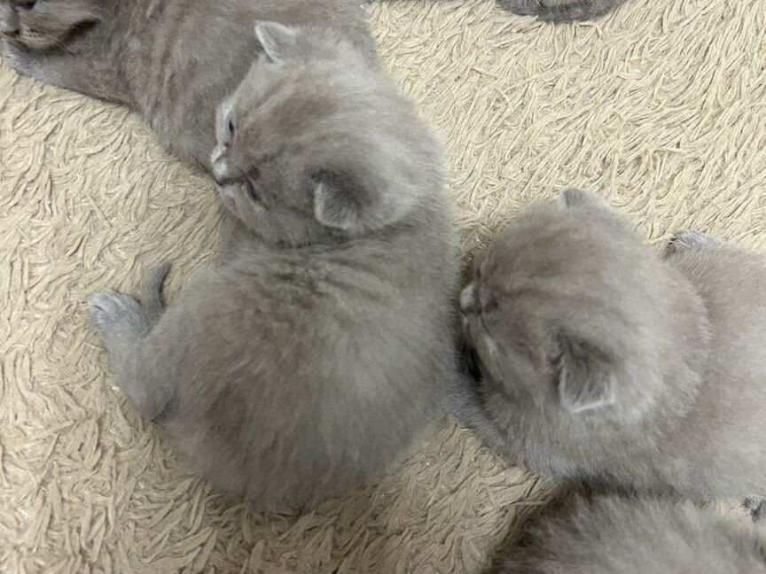 Шотландские вислоухие котята серые