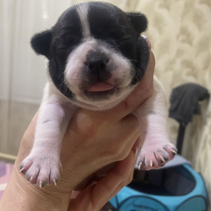 Французский бульдог, щенок