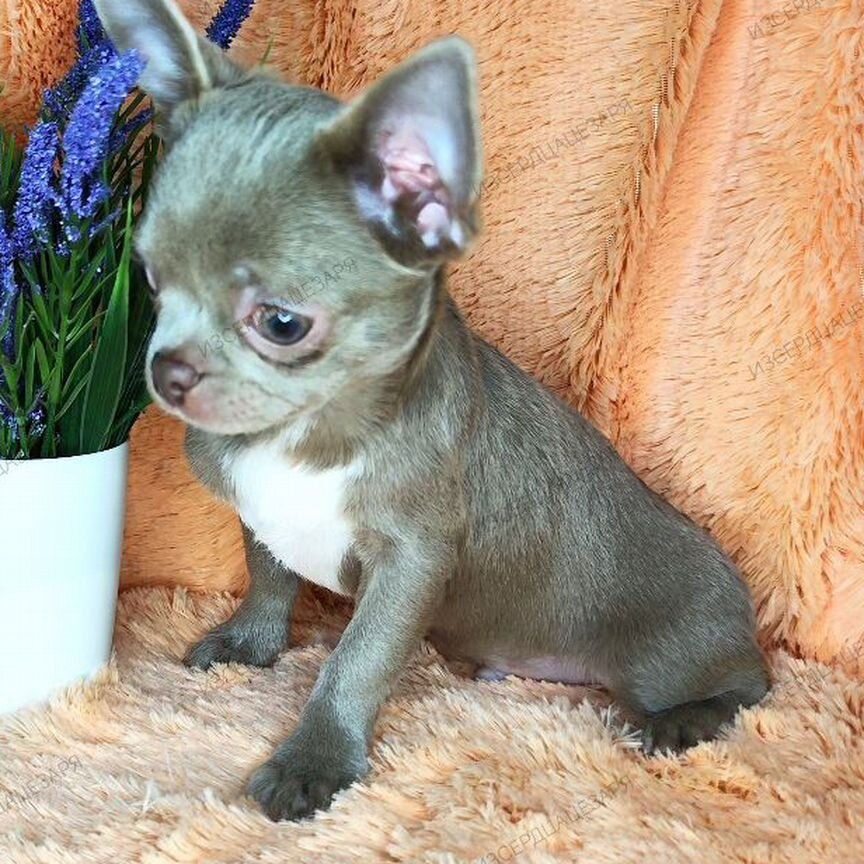 Кобби лиловый мальчик чихуахуа