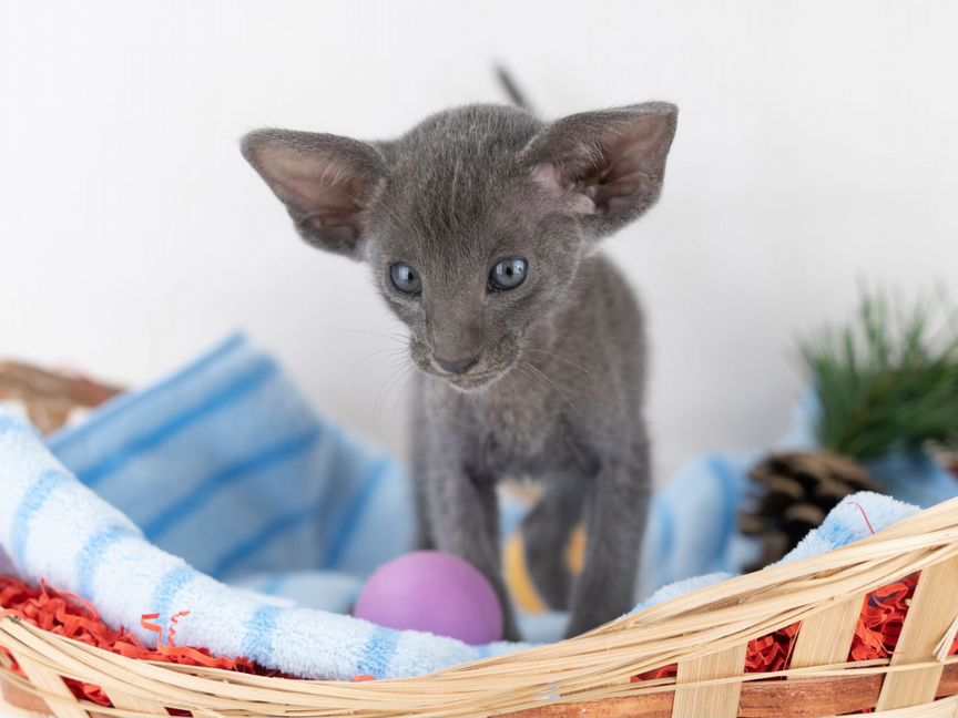 Ориентальчики девочки и мальчики