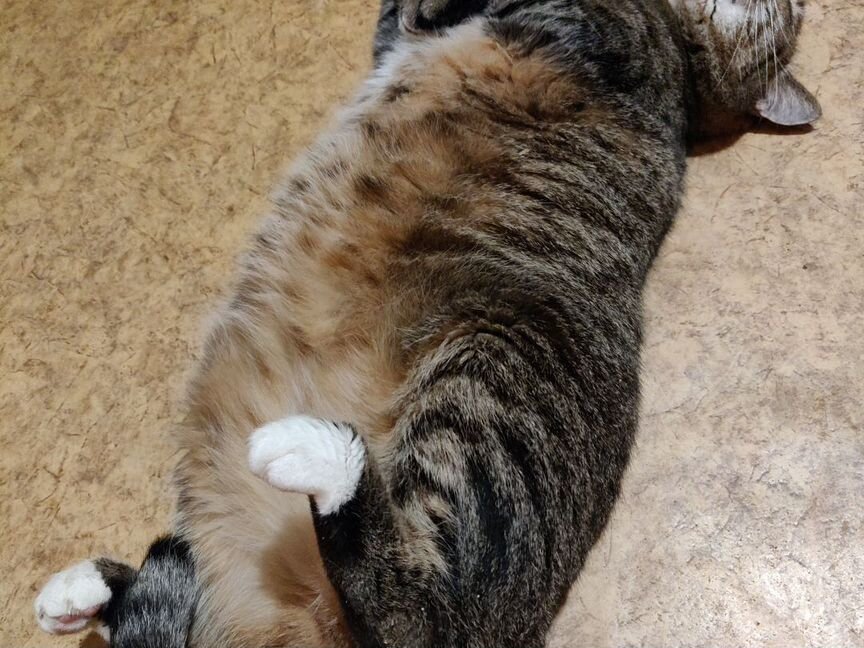 Коты, 4 брата