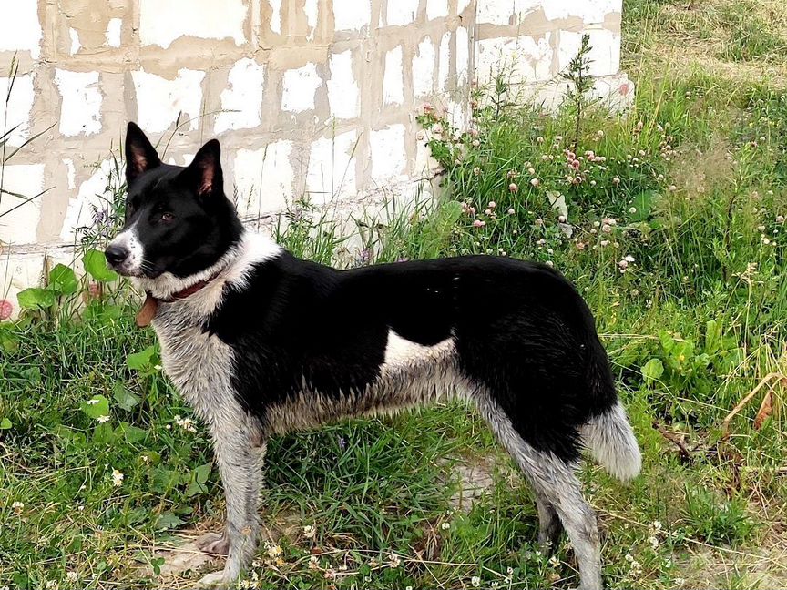 Собака - шикарная красотка - ищет семью