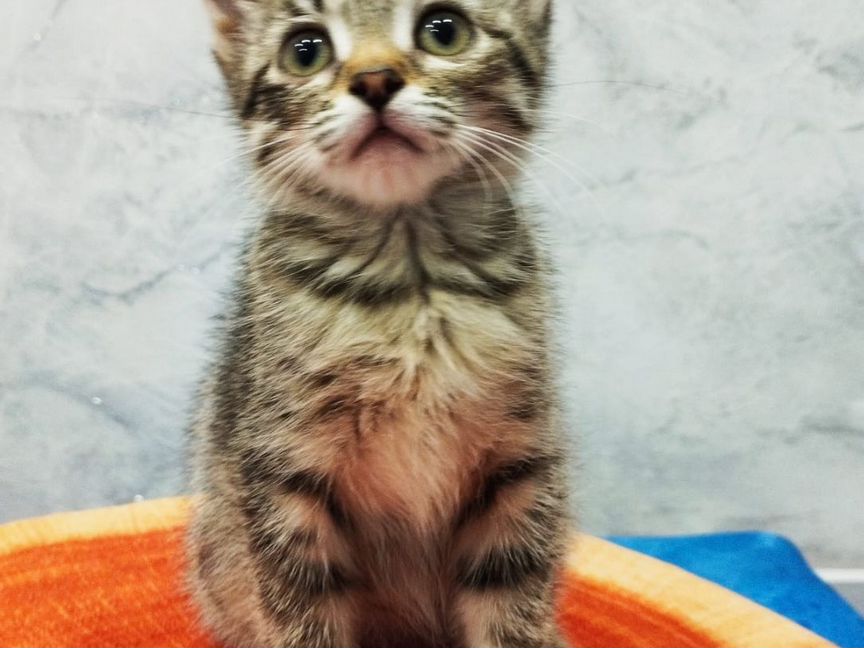 Котенок Асенька