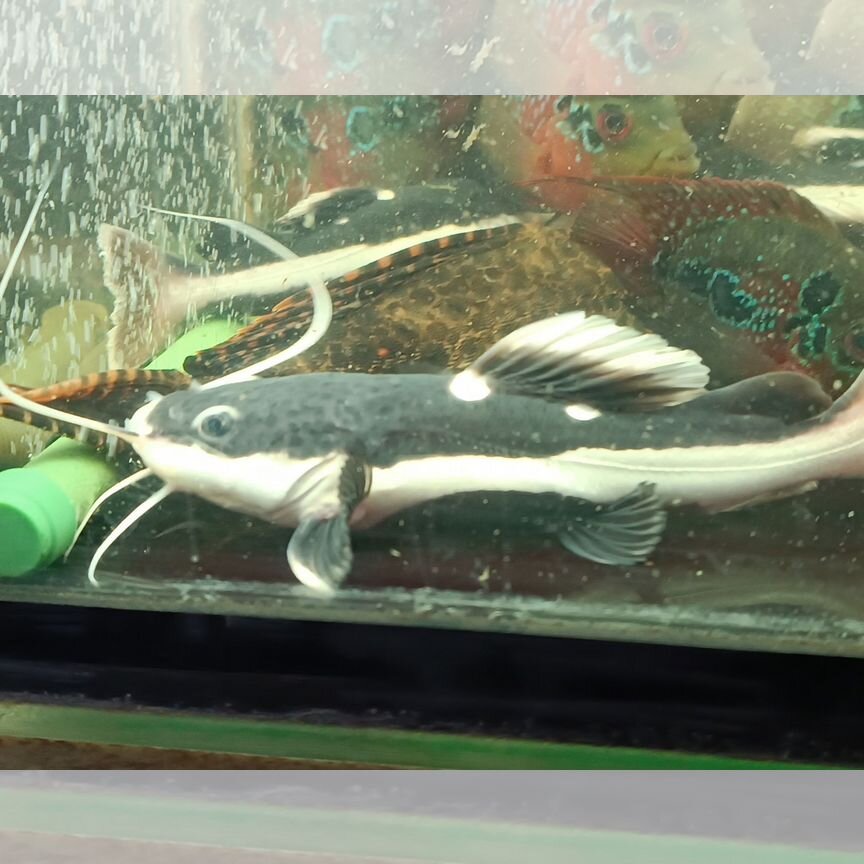 Аквариумные рыбки