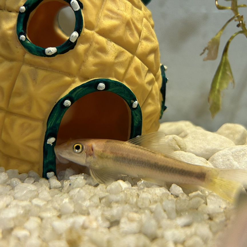 Гиринохейл и кардиналы