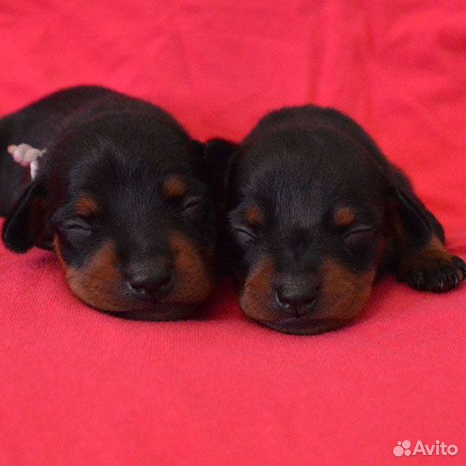 Щенки цвергпинчера, миниатюрный пинчер