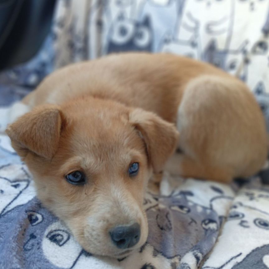 Красавица щенок в частный двор