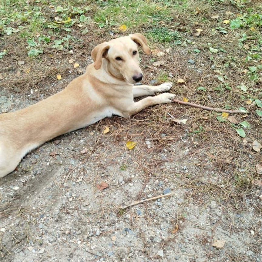 Собака в добрые руки