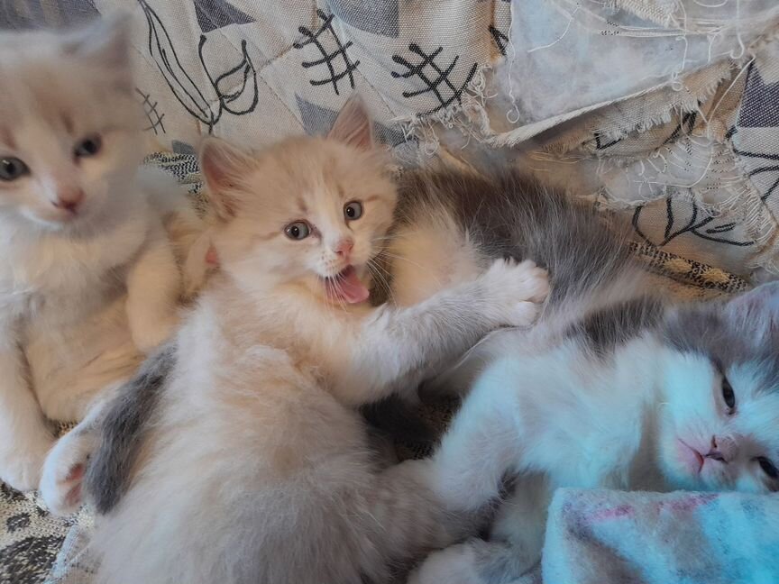 Кошка невская маскарадная котята