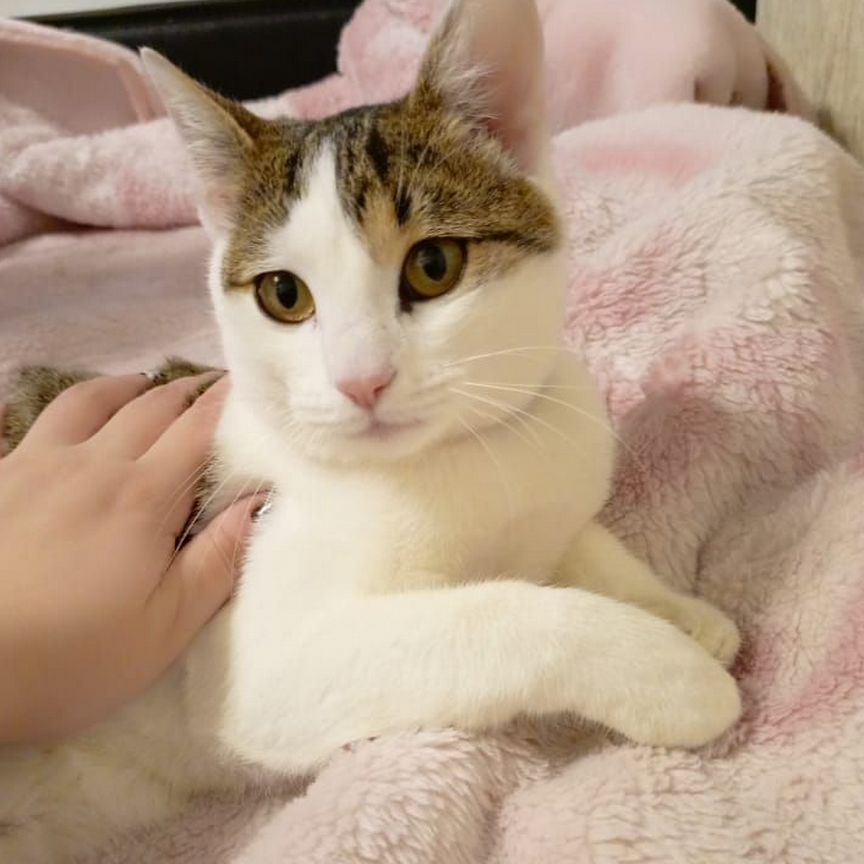 Кошка Мурка