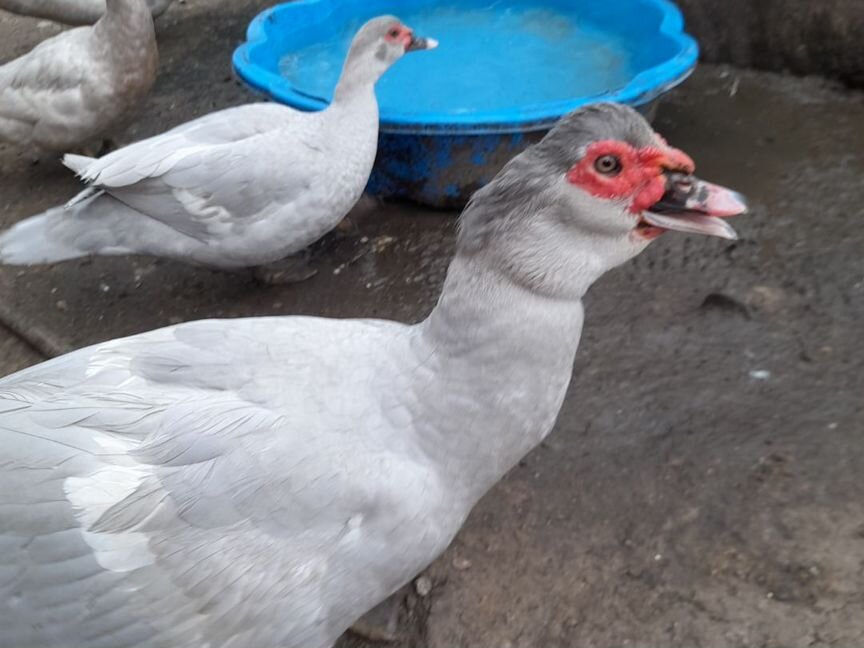 Индоутки лаванда