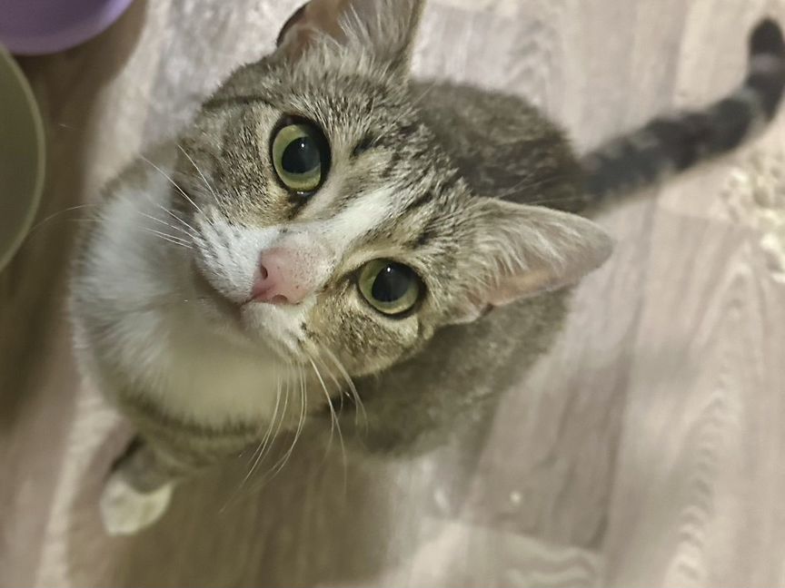 Красивая кошечка
