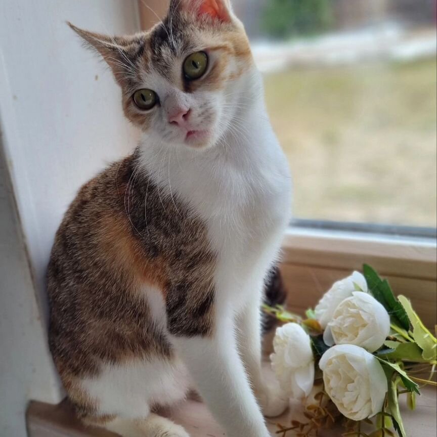 Трехцветная ласковая кошка Алёнка