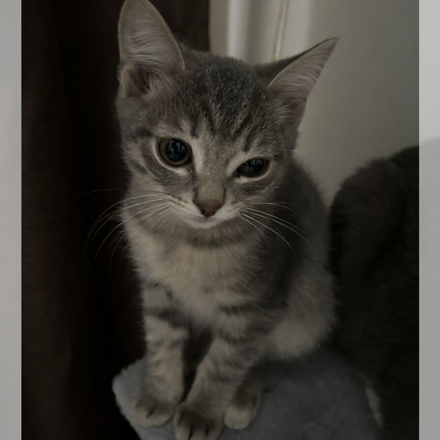 Отдам котенка