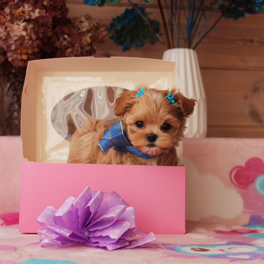 Teddy Maltipoo mini F1 мальчик VIP